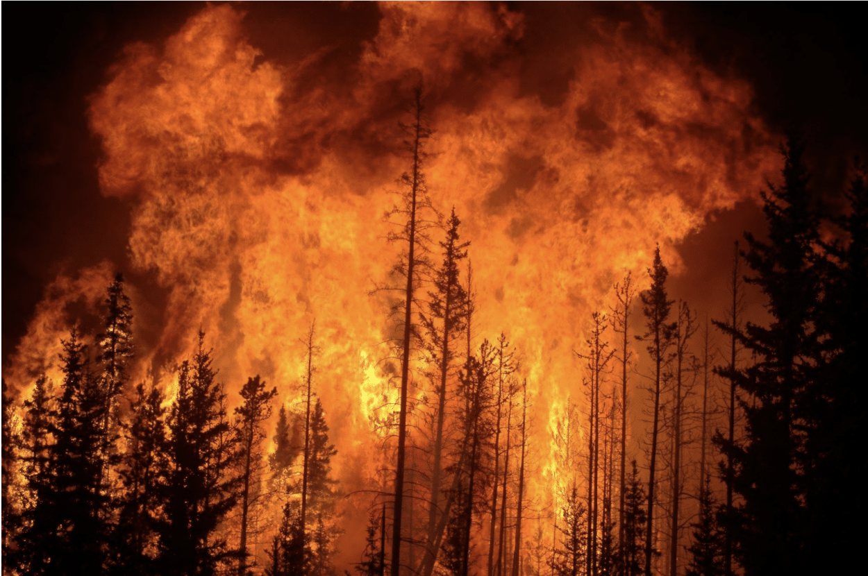 Fireproof Mountain Cabin: What Exactly Should I Do?
